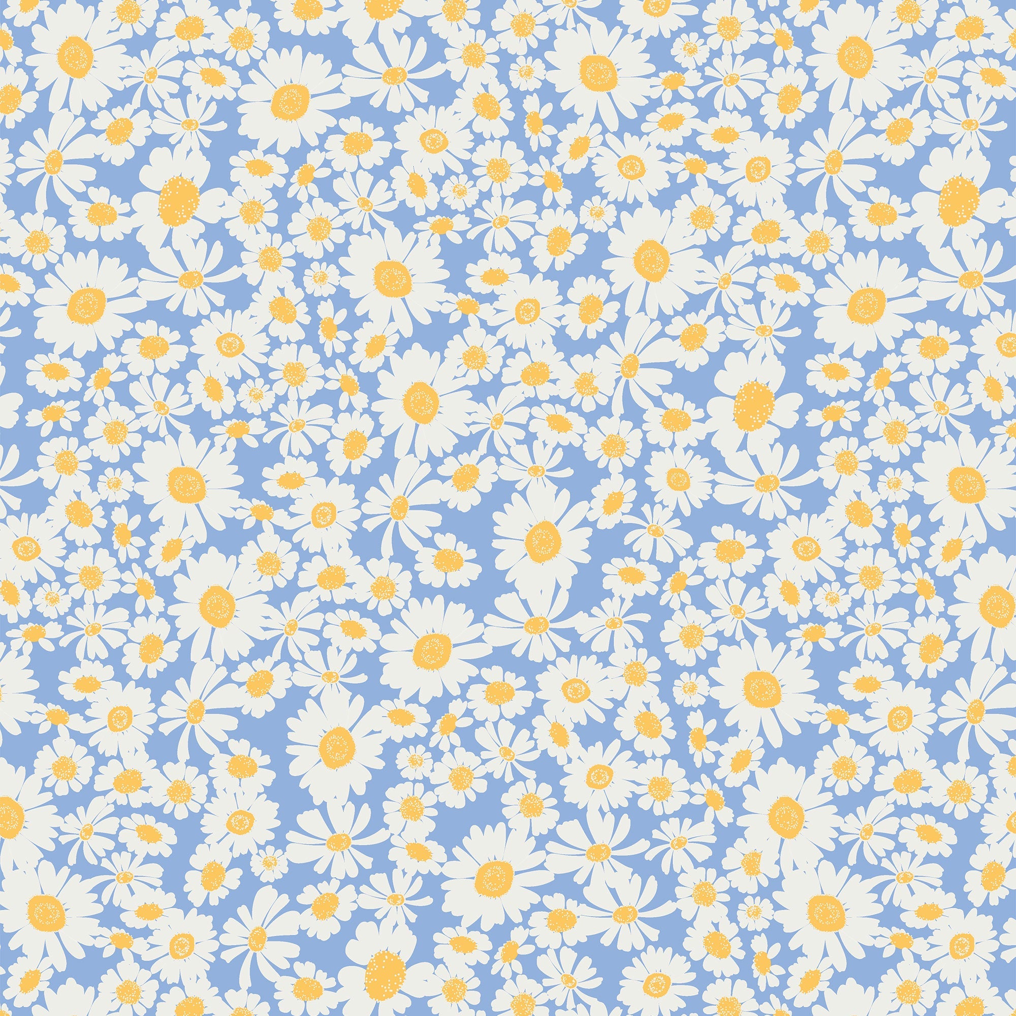 SS25 Shasta Daisy – Angel Dear